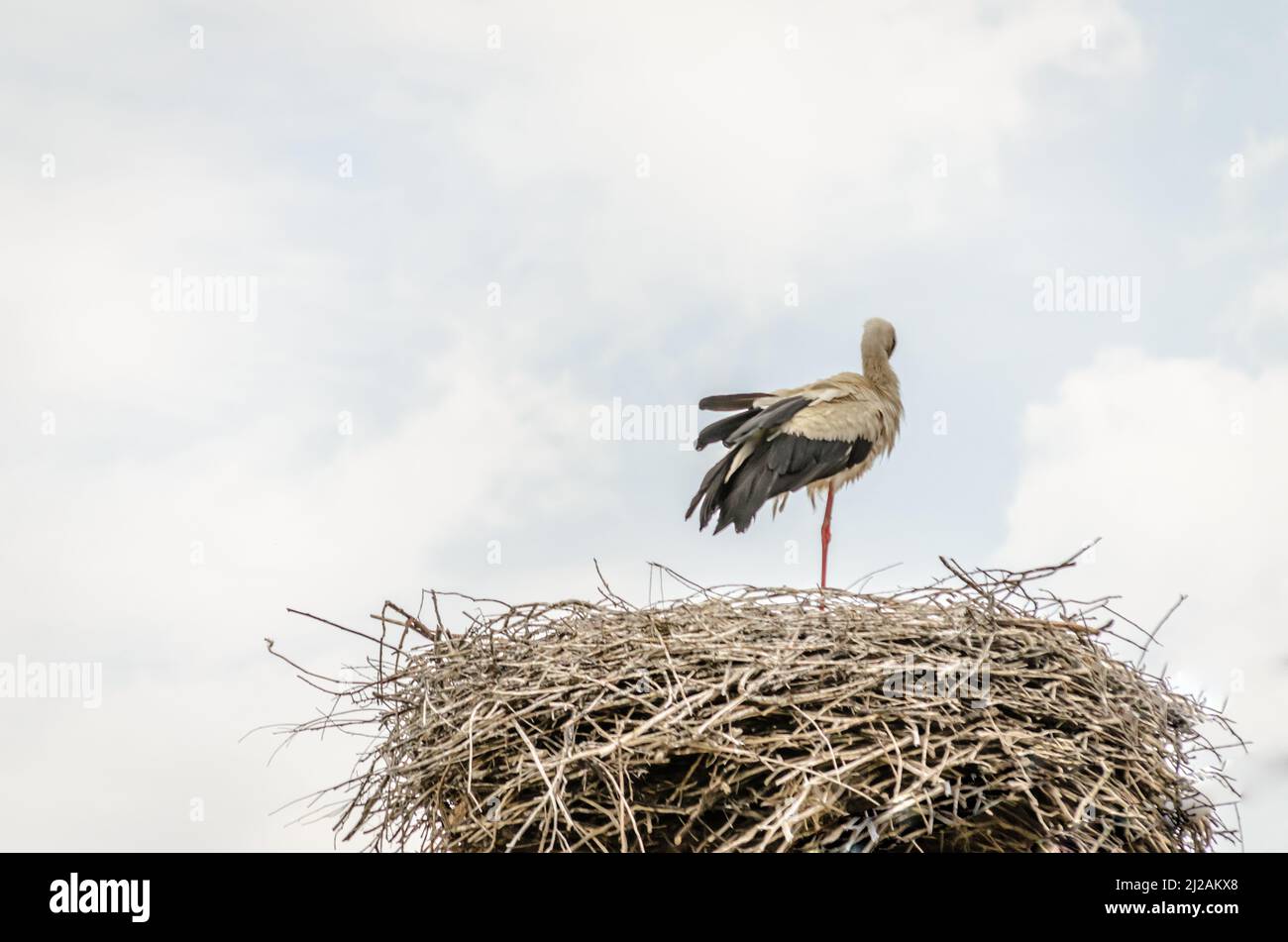 A family of wild storks in a populated area in a nest on an electric ...