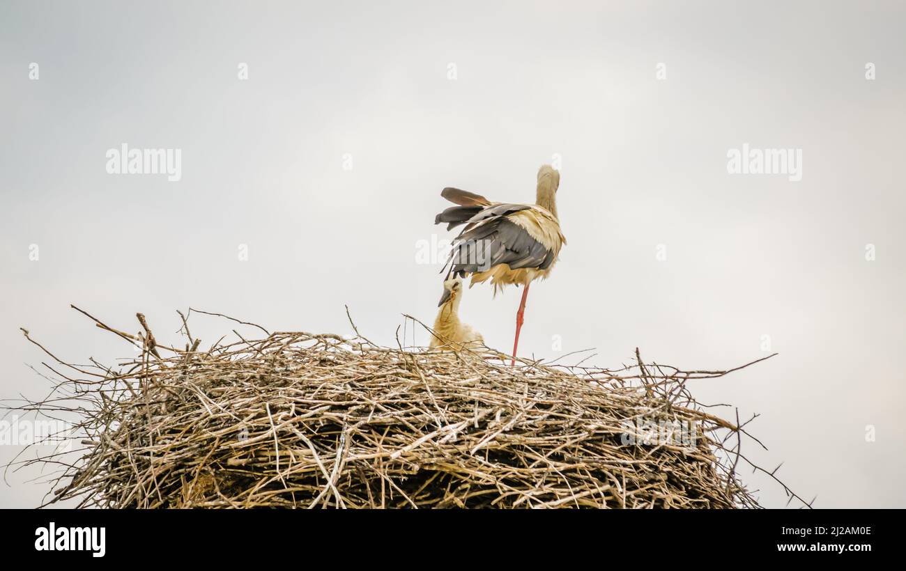 A family of wild storks in a populated area in a nest on an electric ...