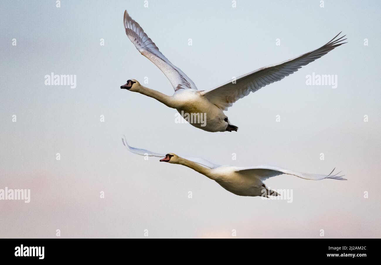 High flying swans hi-res stock photography and images - Alamy