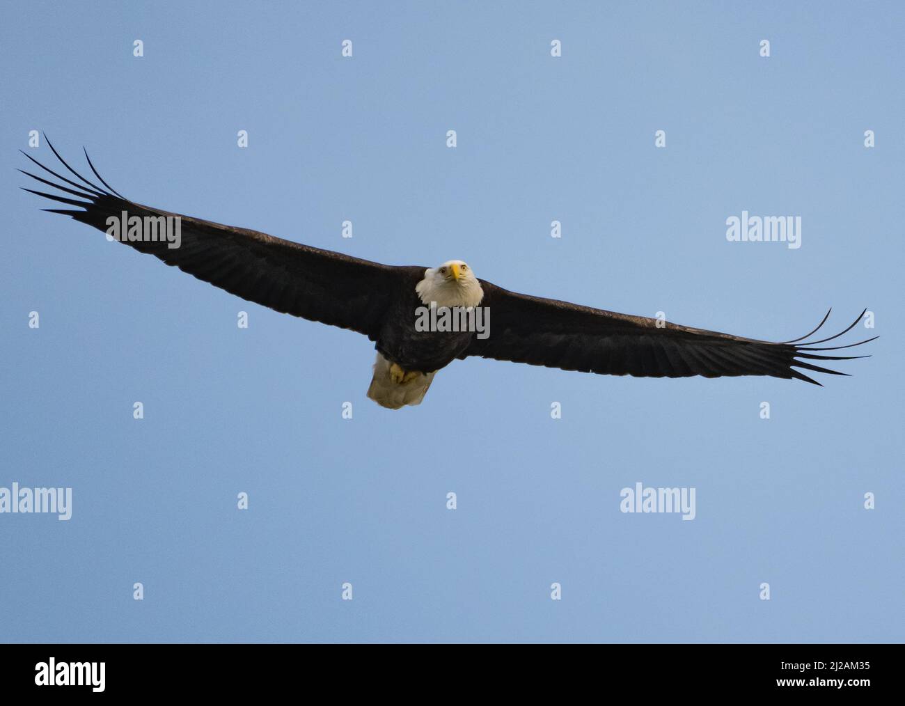 A view of a bald eagle (Haliaeetus leucocephalus) flying high in blue sky with its wings spread ...