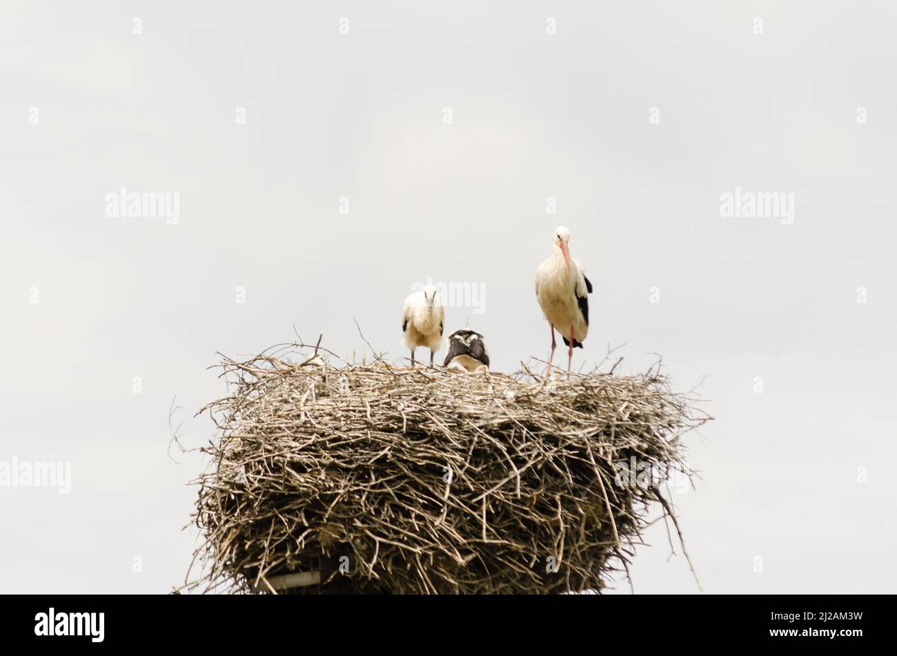 A family of wild storks in a populated area in a nest on an electric ...