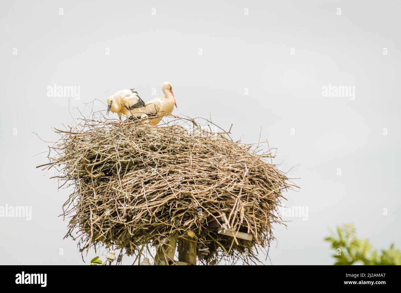 A family of wild storks in a populated area in a nest on an electric ...
