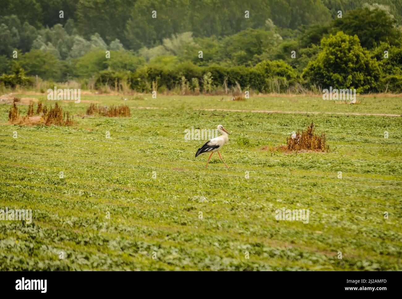 The White Stork bird walks through the clearing in front of the forest ...