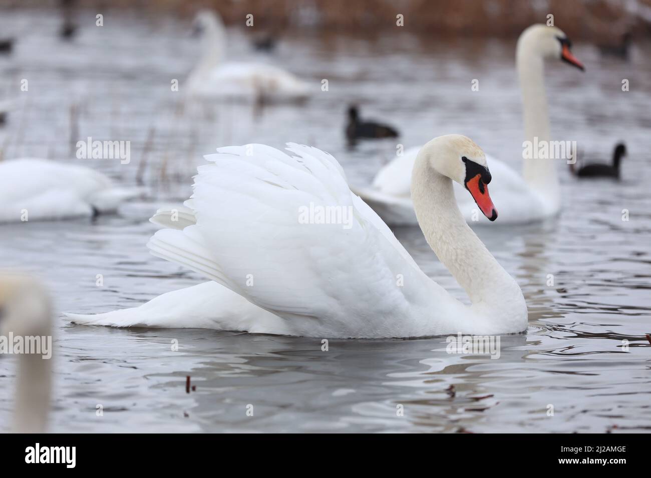 Flock swans swims in the pond. Wintering of wild birds in the city ...