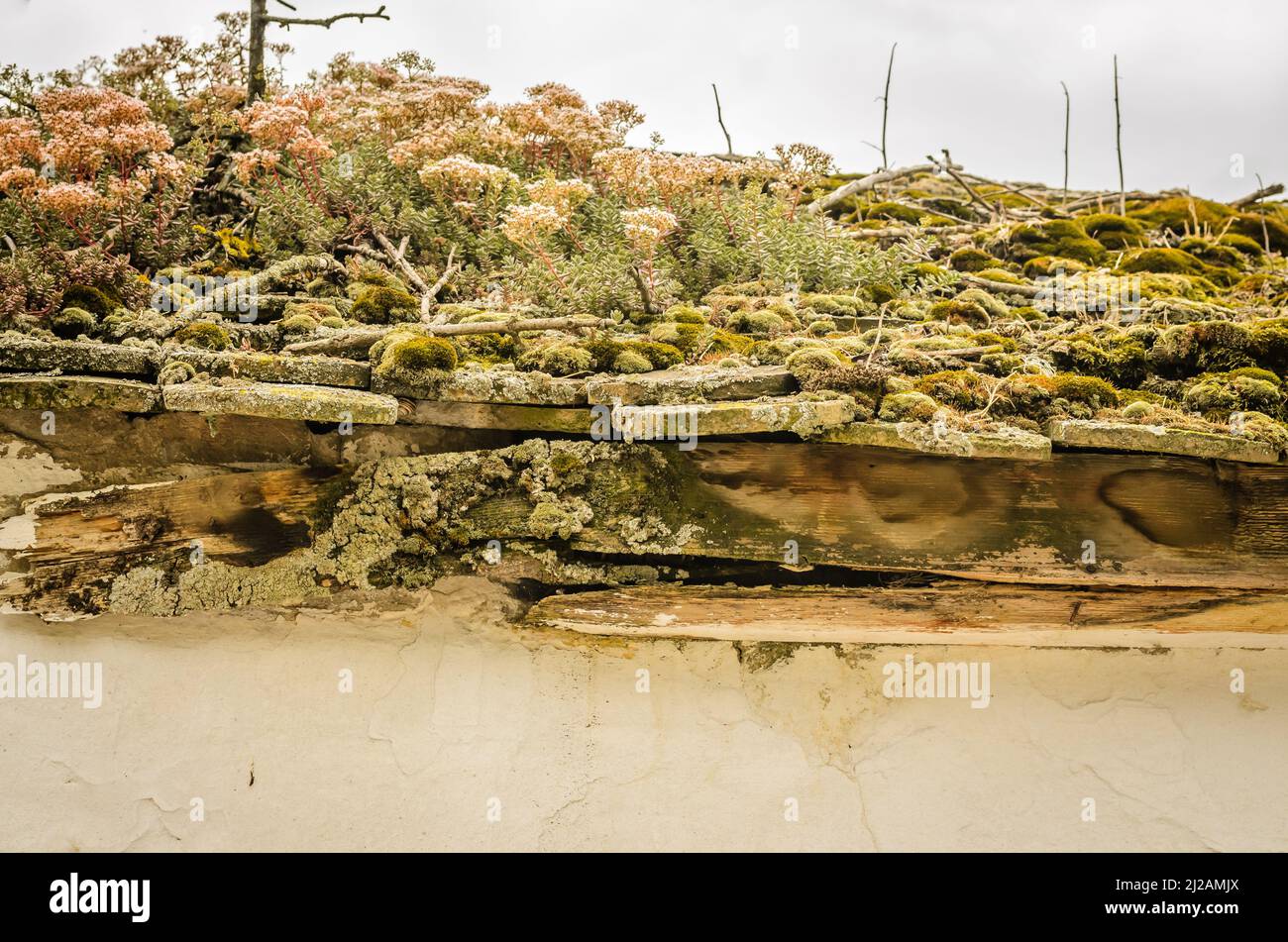 The roof of an old abandoned house covered with moss and guardian ...