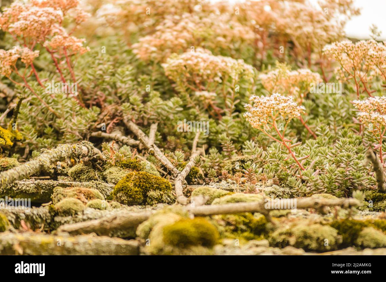 The roof of an old abandoned house covered with moss and guardian ...