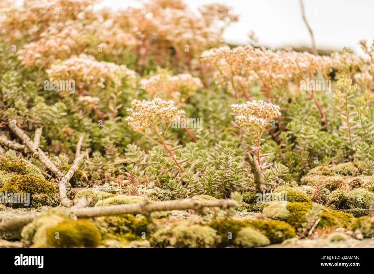 The roof of an old abandoned house covered with moss and guardian ...