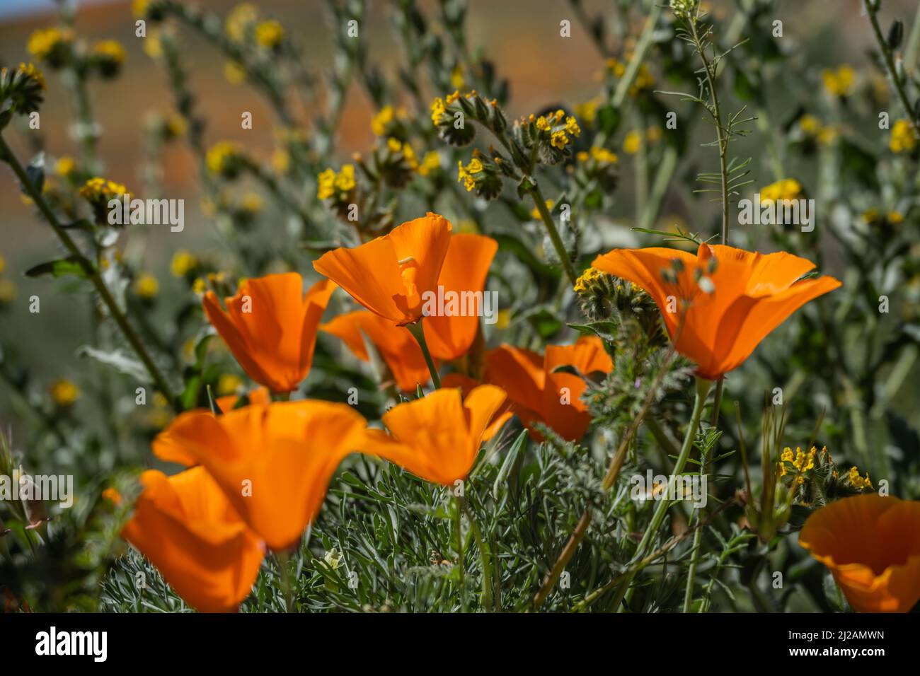 Southern California poppies bloom in spring Stock Photo - Alamy