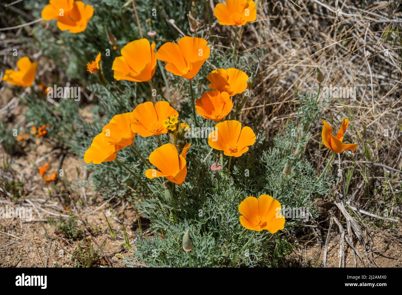 Southern California poppies bloom in spring Stock Photo - Alamy