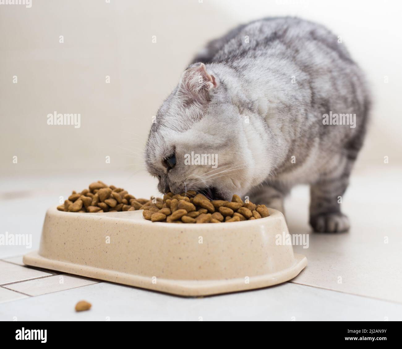 Cat eating dry crunchy pet hi-res stock photography and images - Alamy