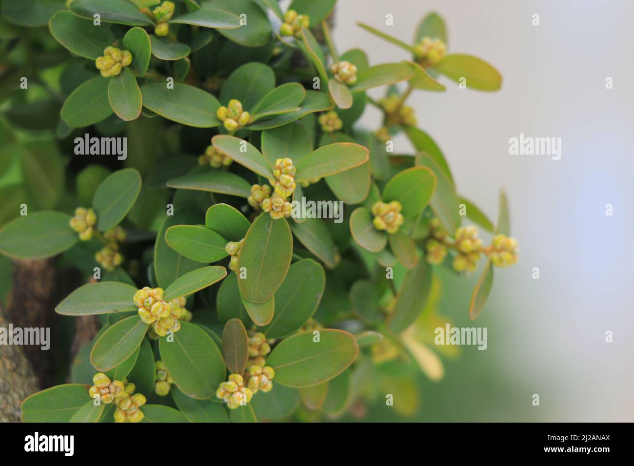 Yellow Buxus flowers. Blooming boxwood. Buxus sempervirens with yellow ...