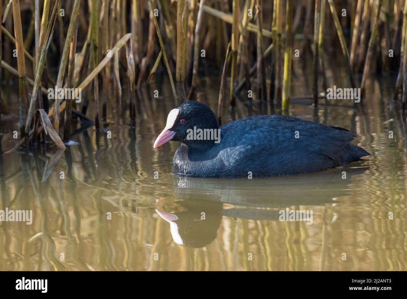 Black coot common eurasian hi-res stock photography and images - Alamy