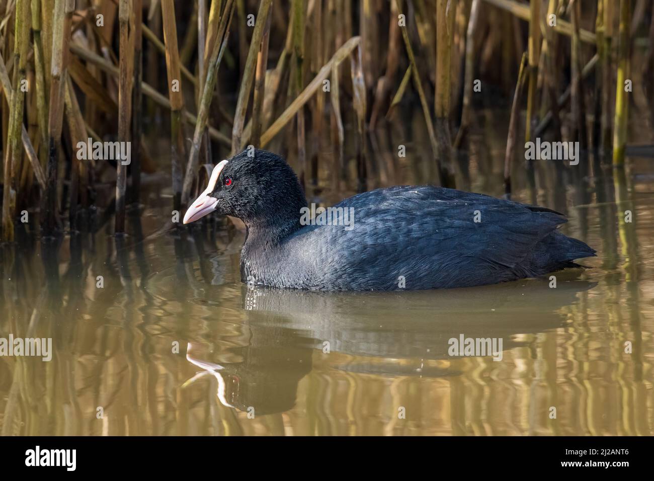 English coot hi-res stock photography and images - Alamy