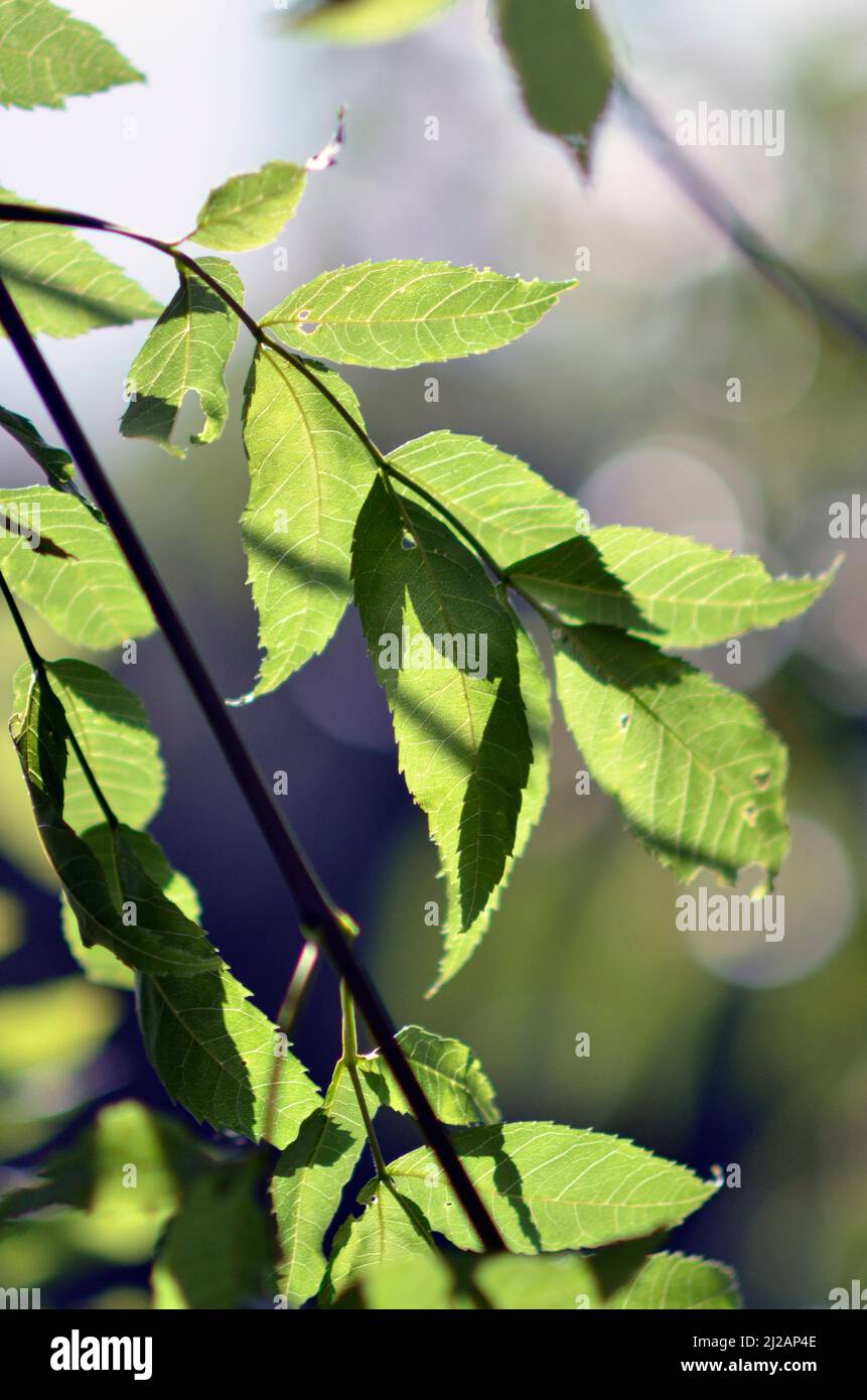 Bushes without leaves hi-res stock photography and images - Alamy