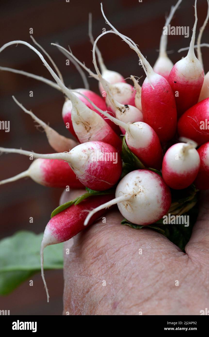 hand holding bunch of fresh organic radishes Stock Photo - Alamy