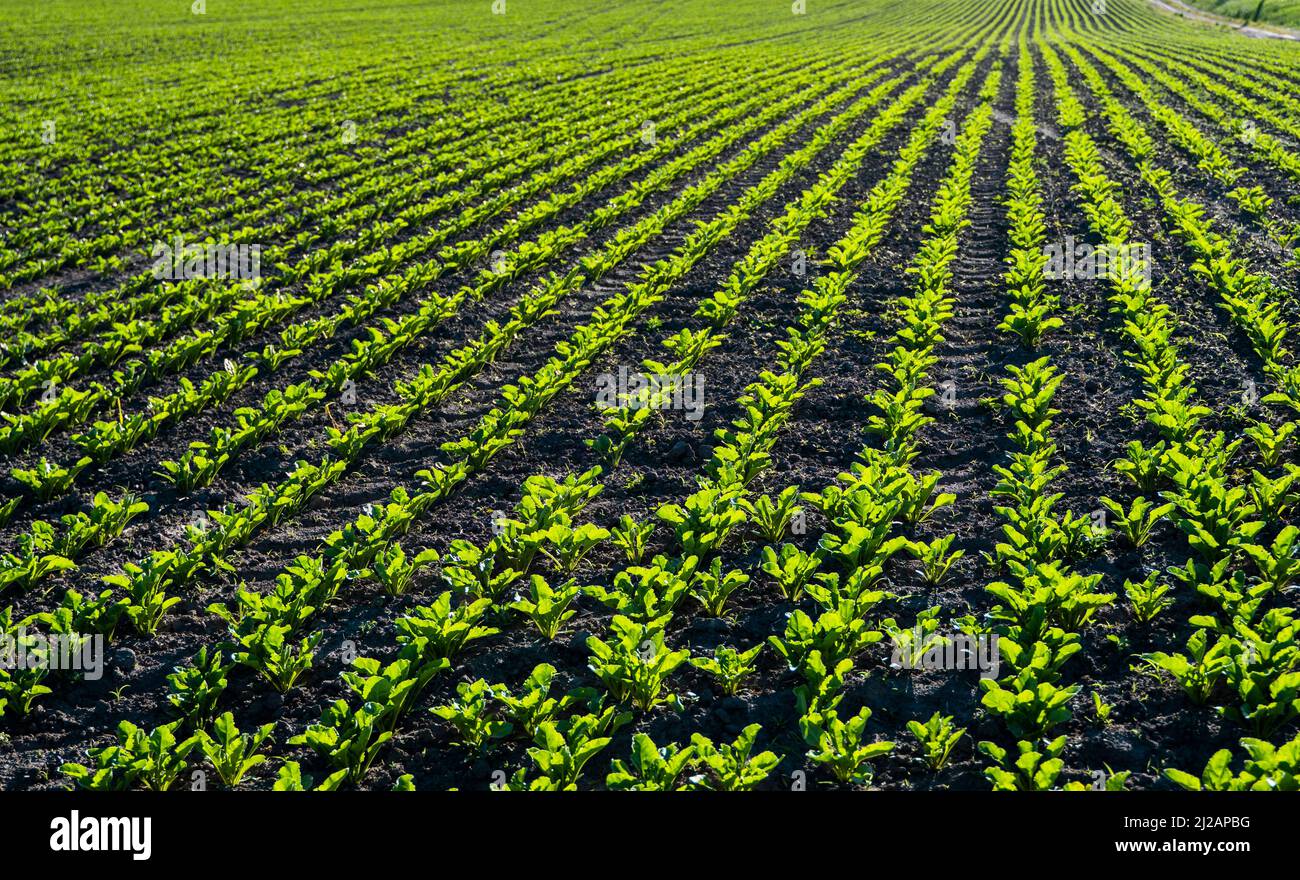 Sugar beet cultivation. Rows of young sugar beets in converging long ...