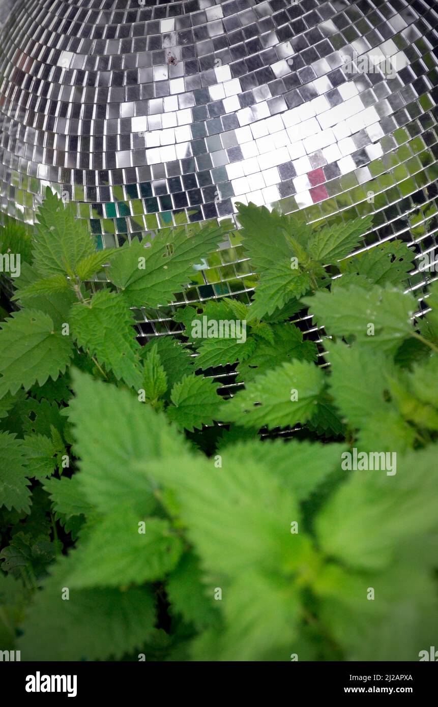 disgarded glitter ball in nettle patch Stock Photo - Alamy