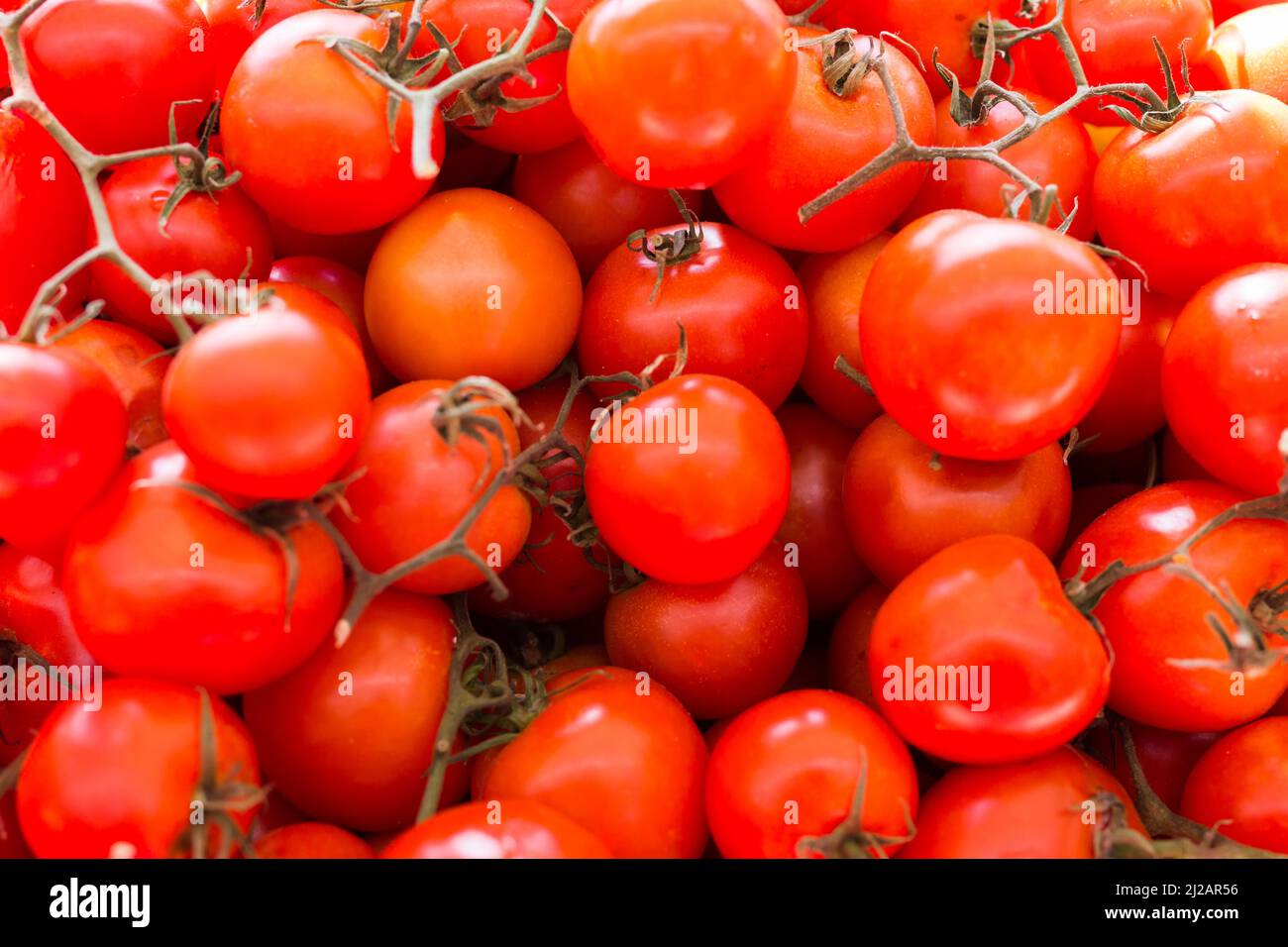 lots of tomatoes on a branch on counter Stock Photo - Alamy