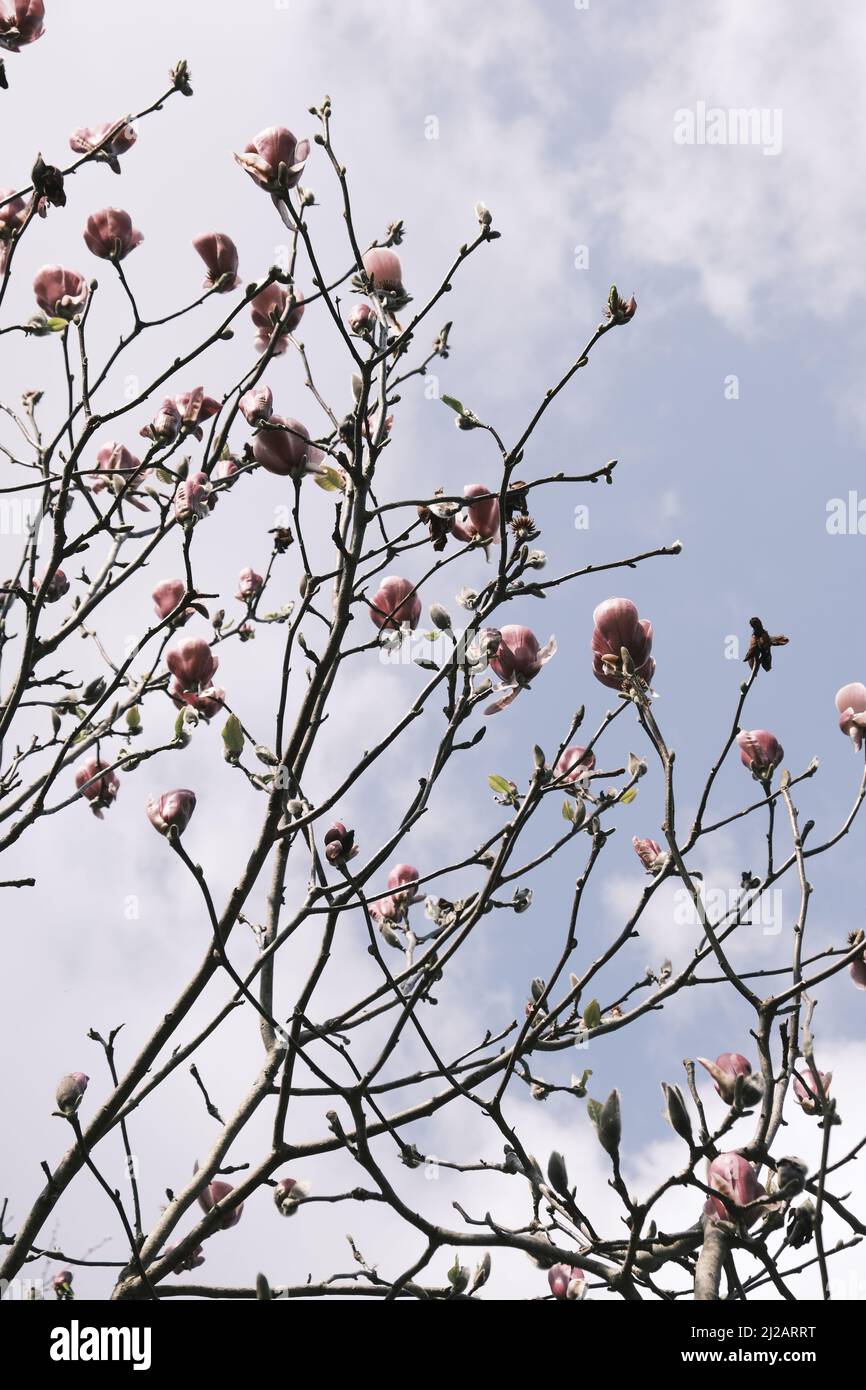 Magnolia Pink Flowers With Blue Sky Background Stock Photo Alamy