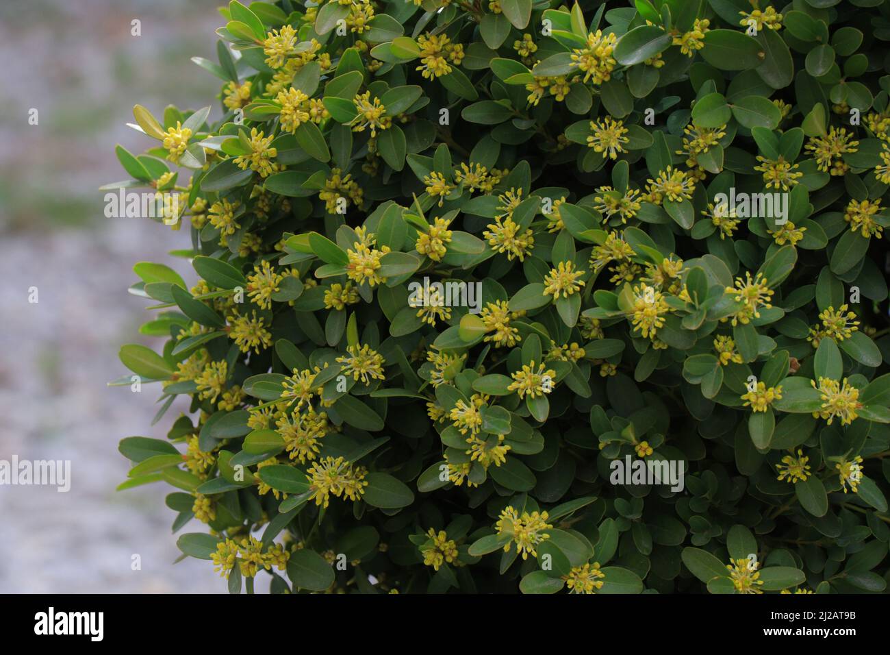 Yellow Buxus flowers. Blooming boxwood. Buxus sempervirens with yellow ...