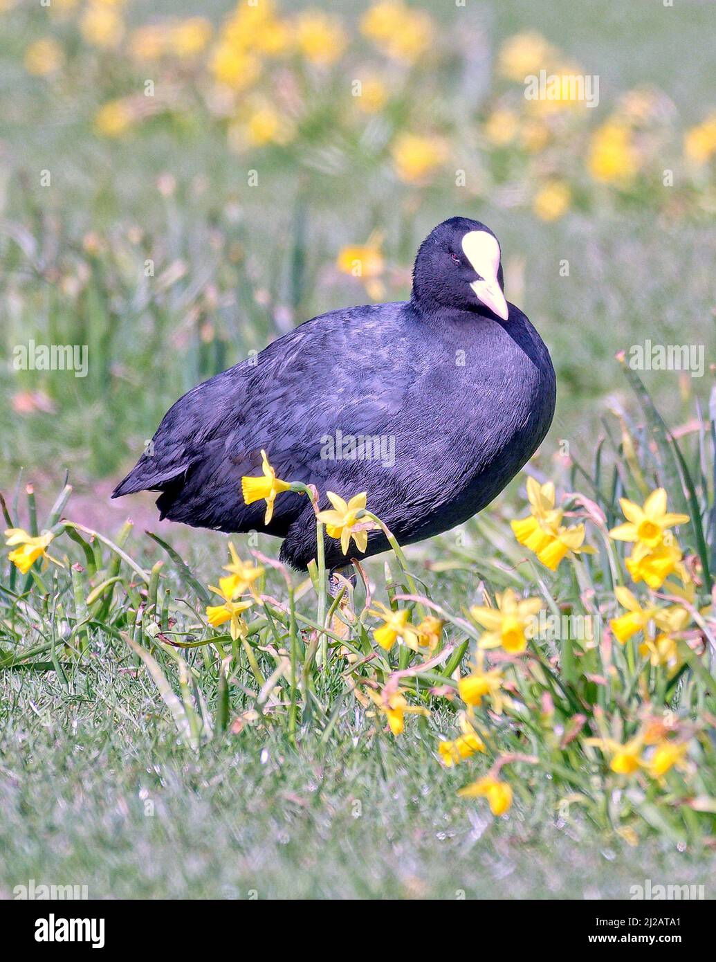 Yearly march hi-res stock photography and images - Alamy