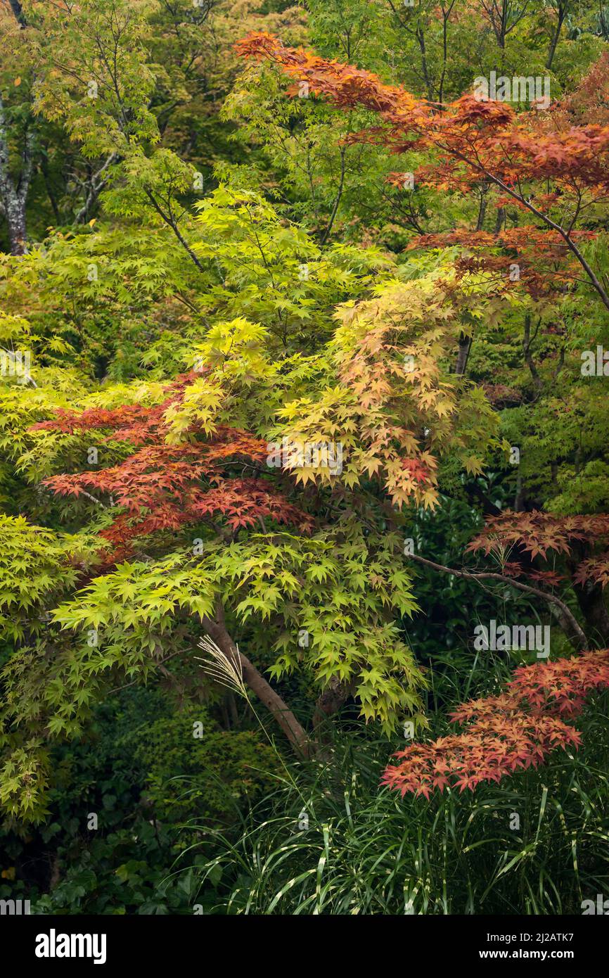 Vertical view of some lush and colorful maple trees, Kyoto, Japan Stock ...