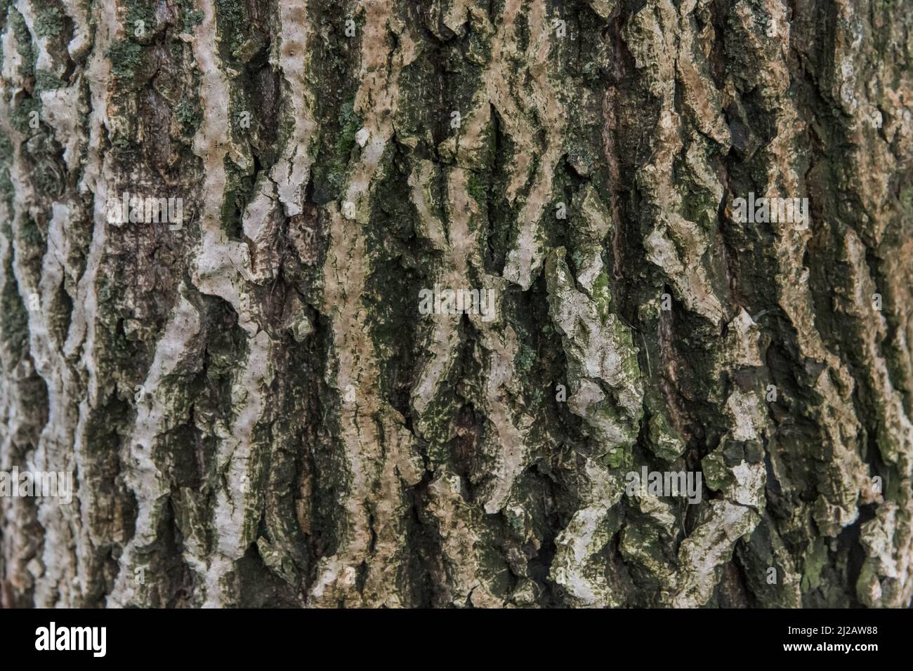 Tree bark abstract natural embossed wood texture nature skin old green ...