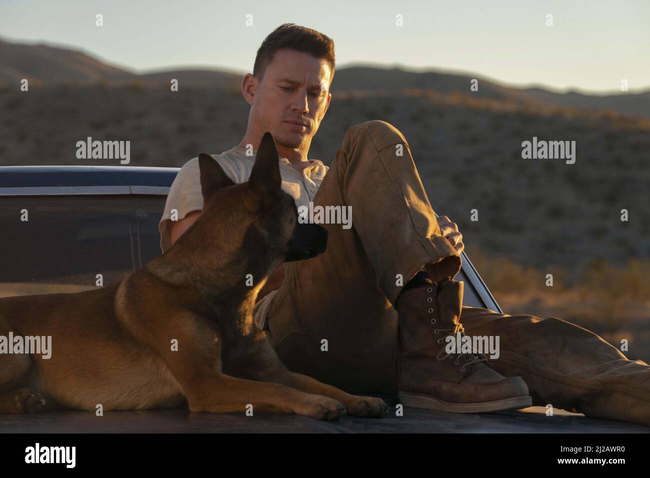 Channing tatum dog hi-res stock photography and images - Alamy