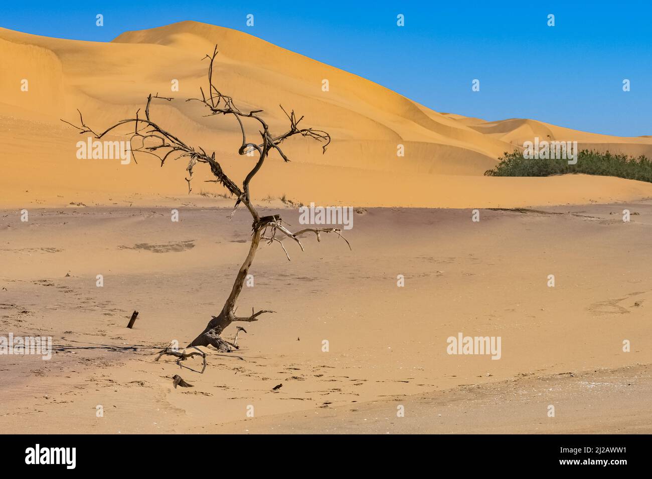 Namibia, the Namib desert, a dead tree isolated in the dunes in ...