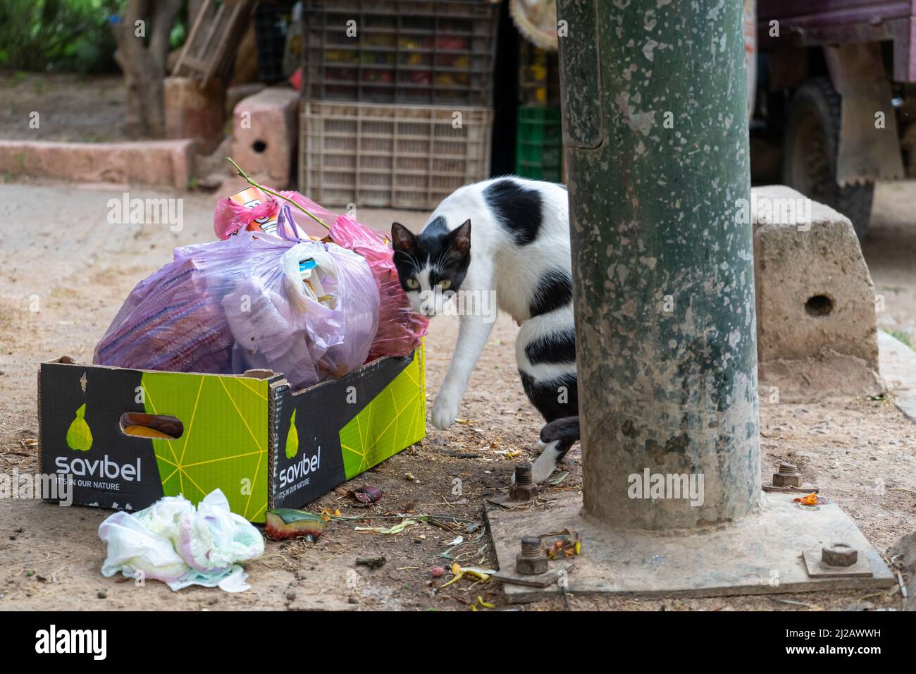 Street cat looking for food inside the rubbish Stock Photo - Alamy