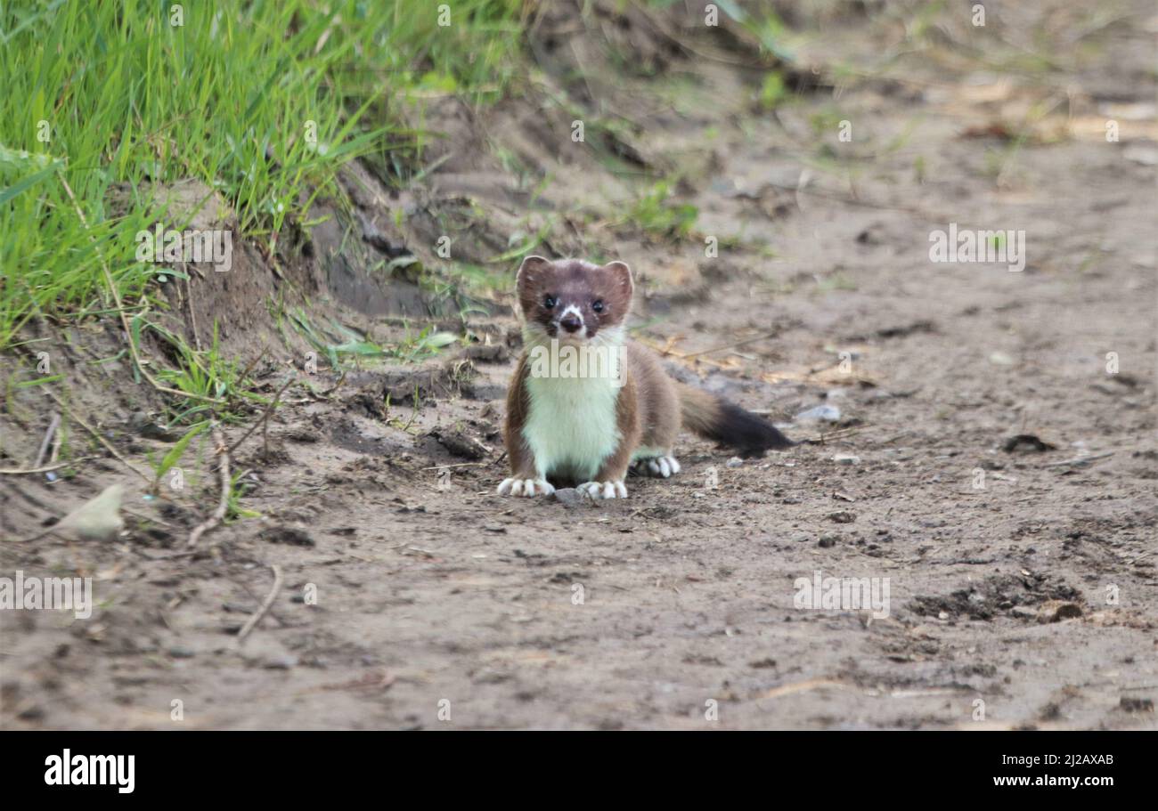 Young stoat on a muddy path looking at camera Stock Photo - Alamy