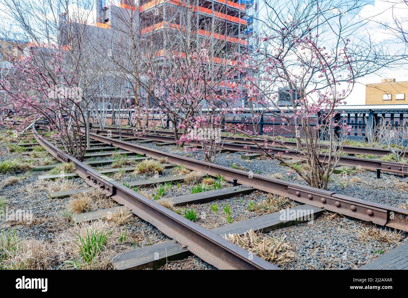 Railroad Track with trees and pink blossom at the High Line Rooftop ...