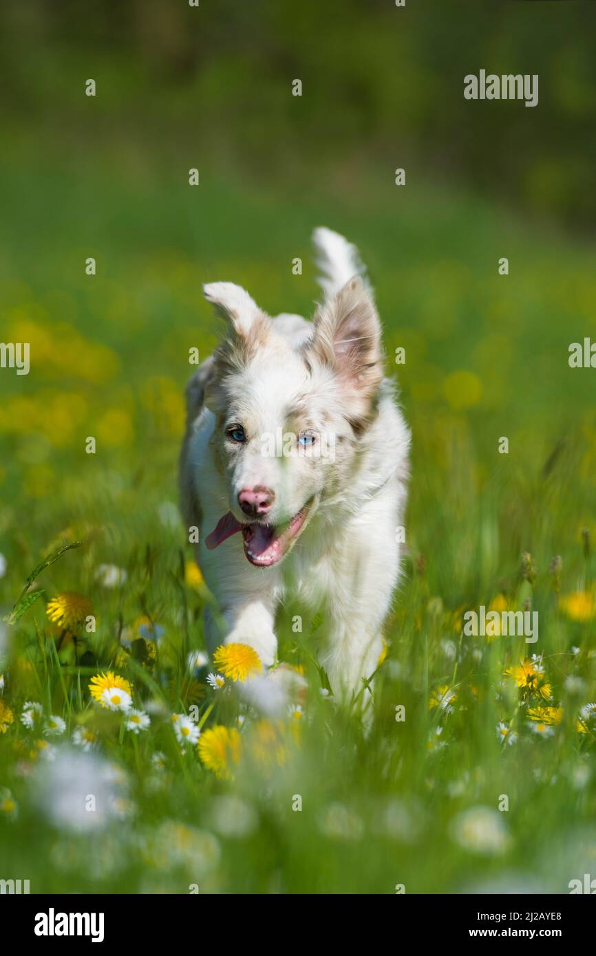 Border collie puppy in a spring meadow Stock Photo - Alamy