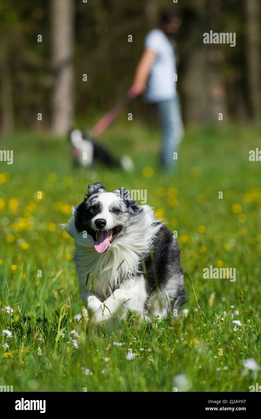 Border collie dog running in a spring meadow Stock Photo - Alamy