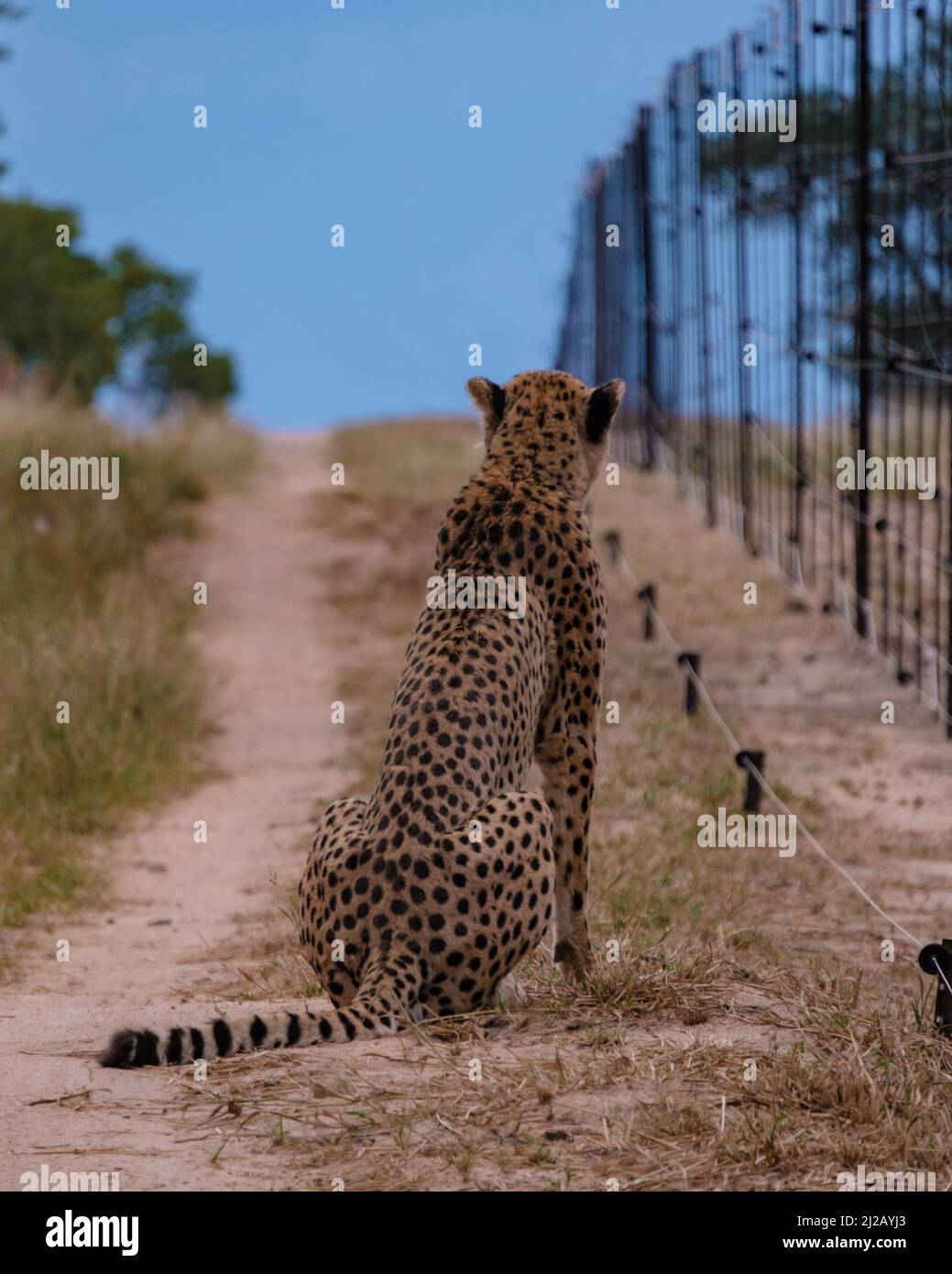 Cheeta wild animal in Kruger National Park South Africa, Cheetah on the ...