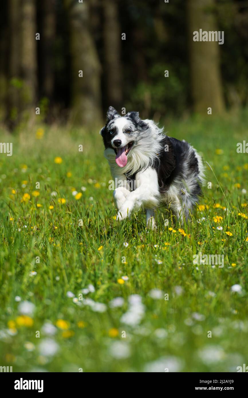 Border collie dog running in a spring meadow Stock Photo - Alamy