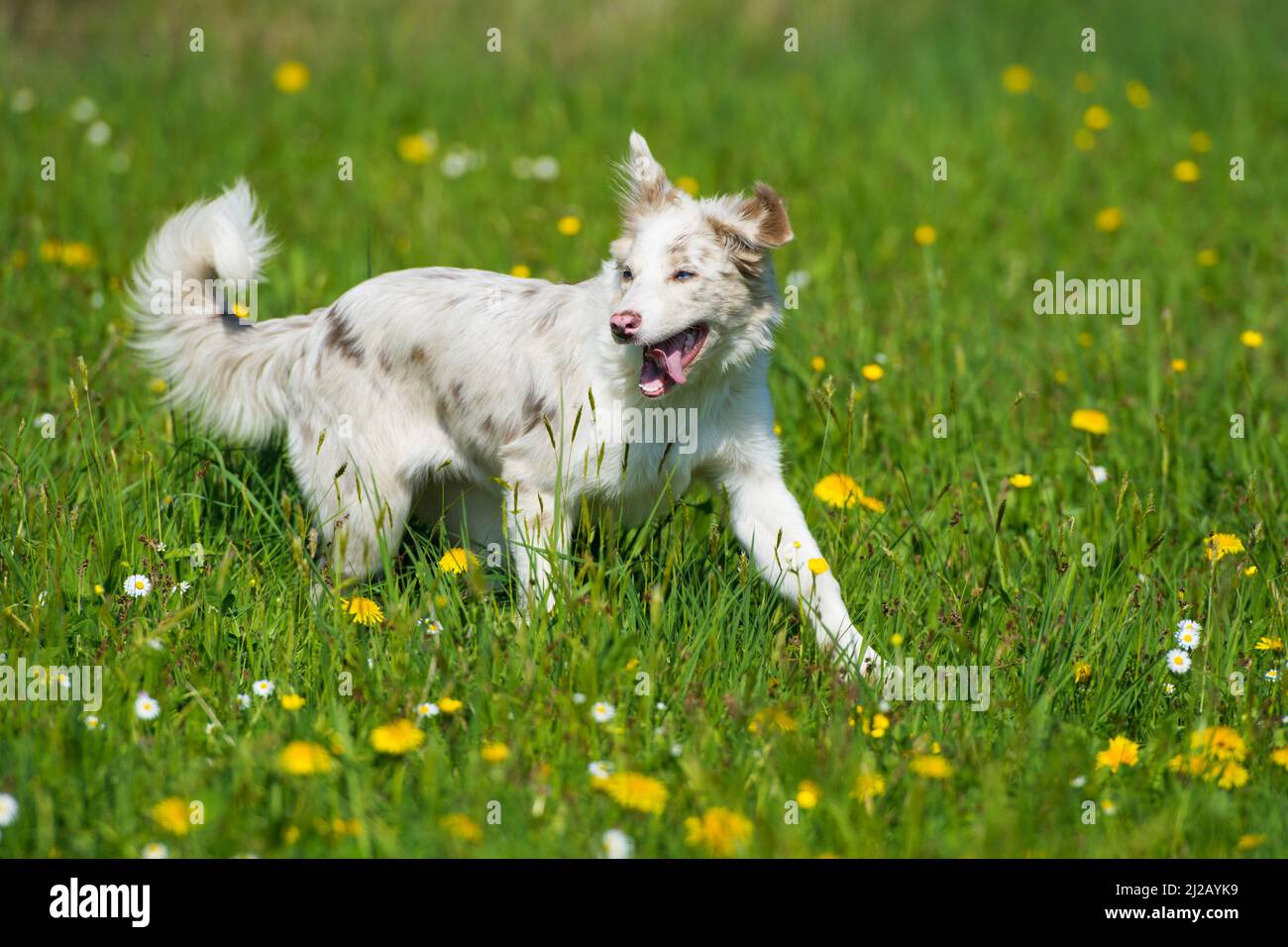 Young border collie dog in a spring meadow Stock Photo - Alamy