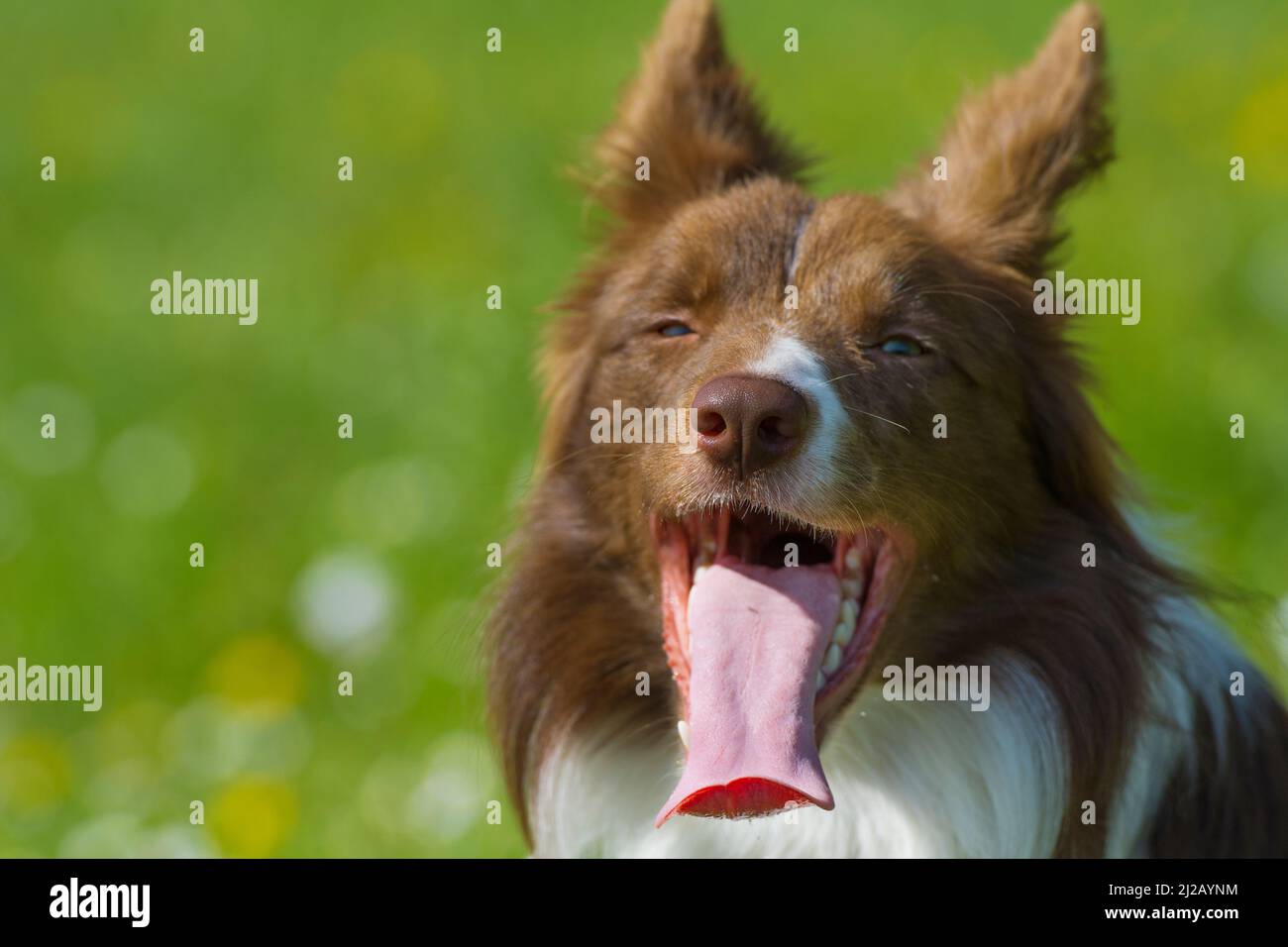Border collie dog in a spring meadow Stock Photo - Alamy