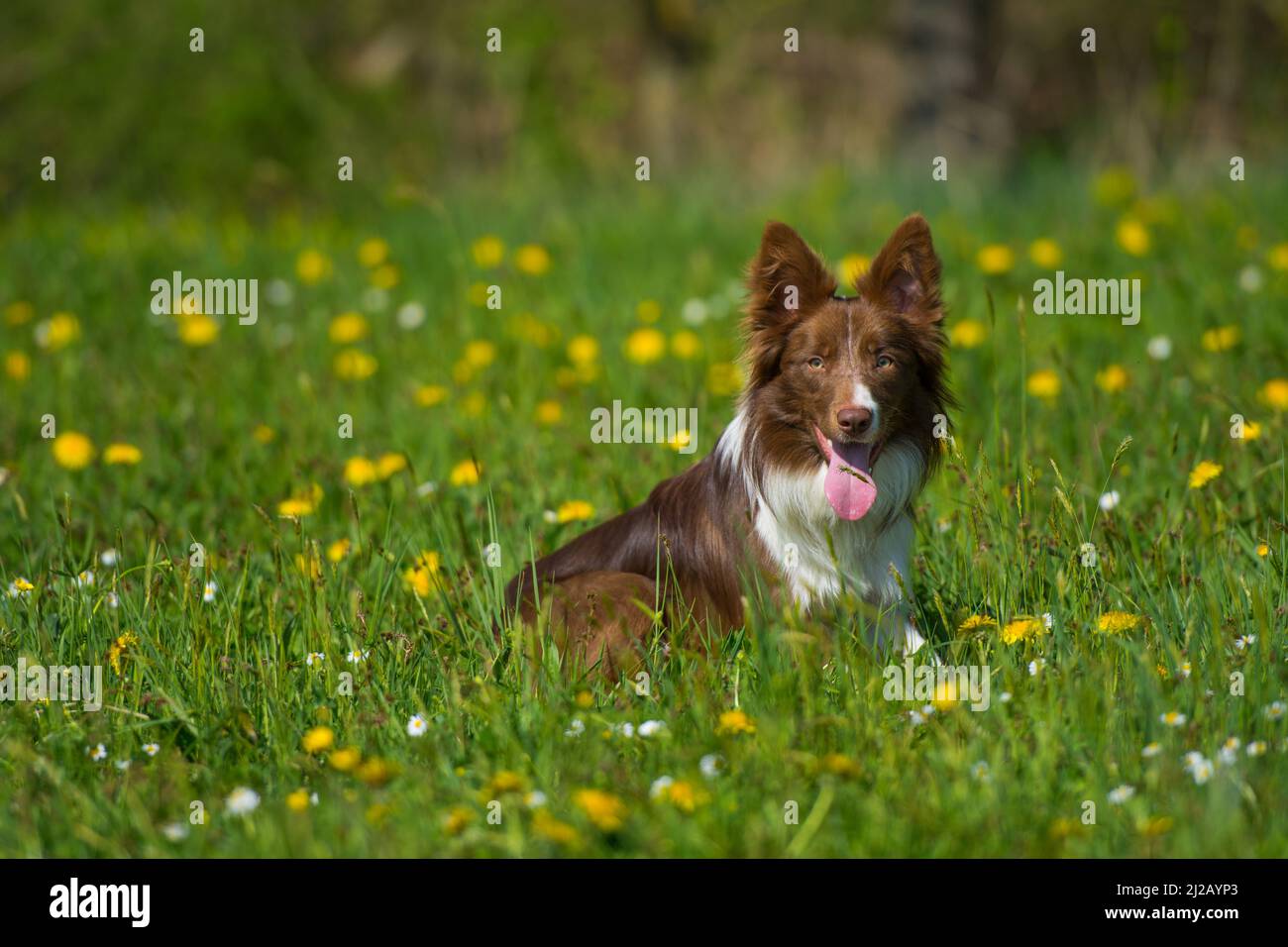 Chocolate border collie hi-res stock photography and images - Alamy