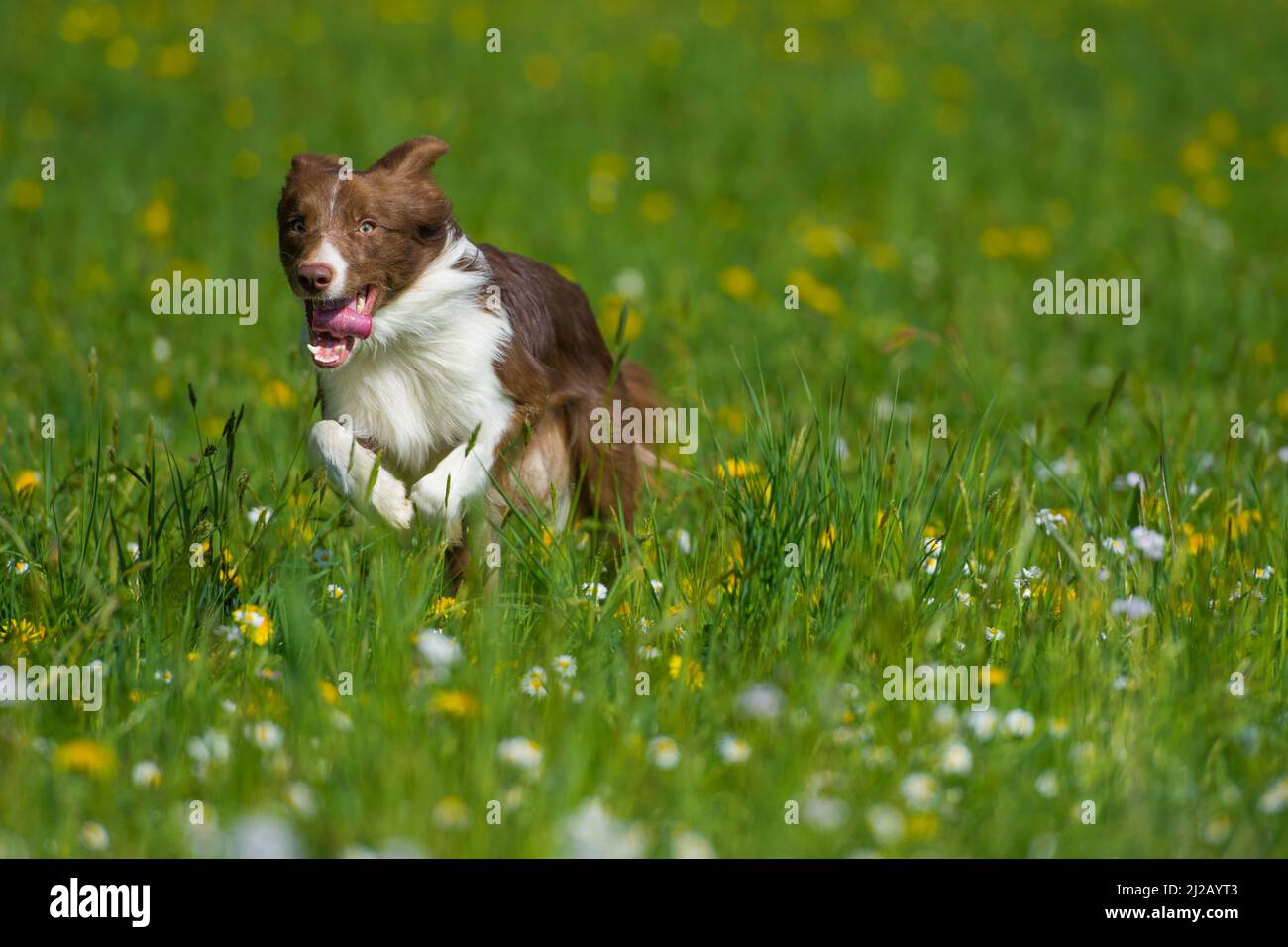 Border collie dog in a spring meadow Stock Photo - Alamy