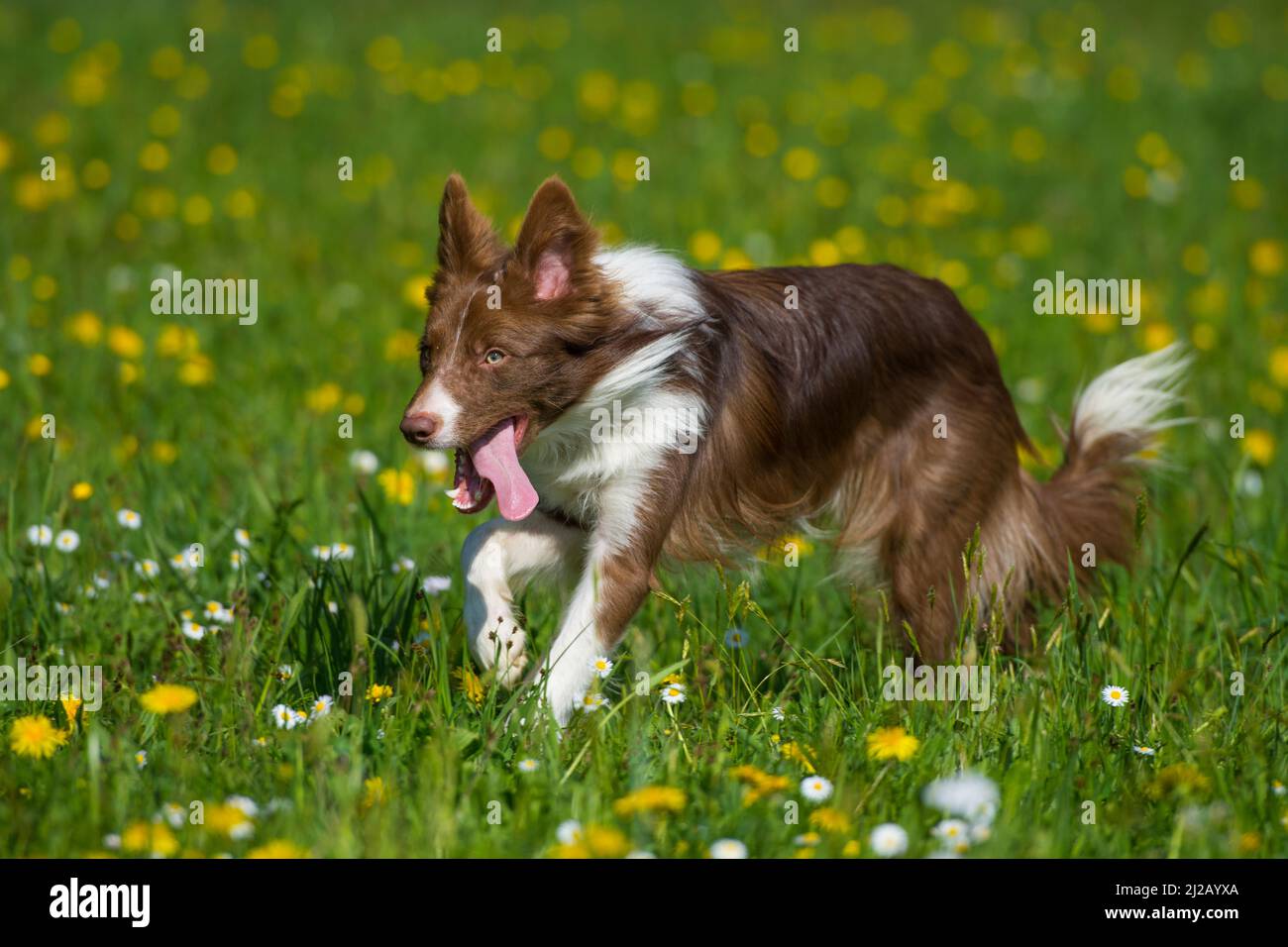 Border collie dog in a spring meadow Stock Photo - Alamy