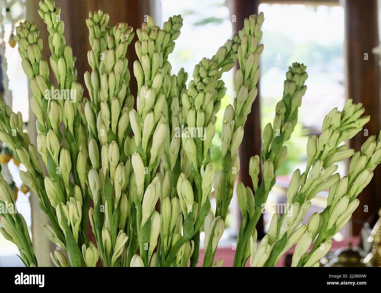 Amica hi-res stock photography and images - Alamy