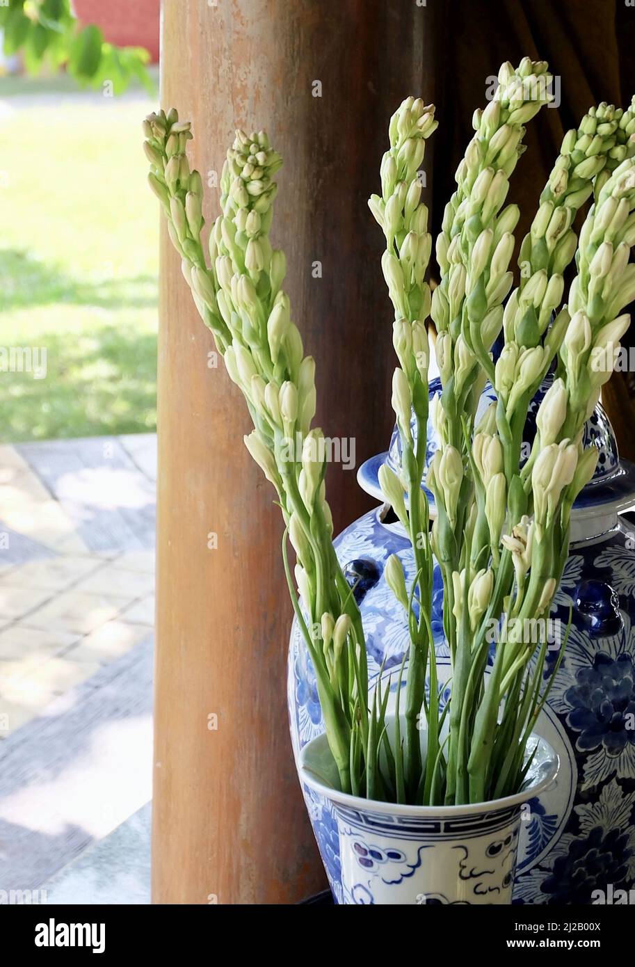 Agave amica hi-res stock photography and images - Alamy