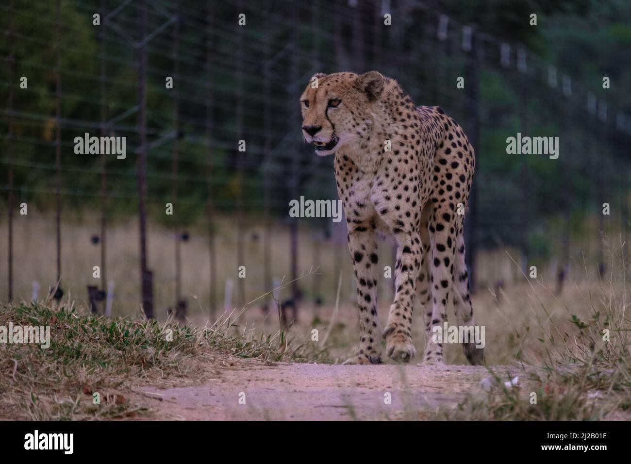 Cheeta wild animal in Kruger National Park South Africa, Cheetah on the ...