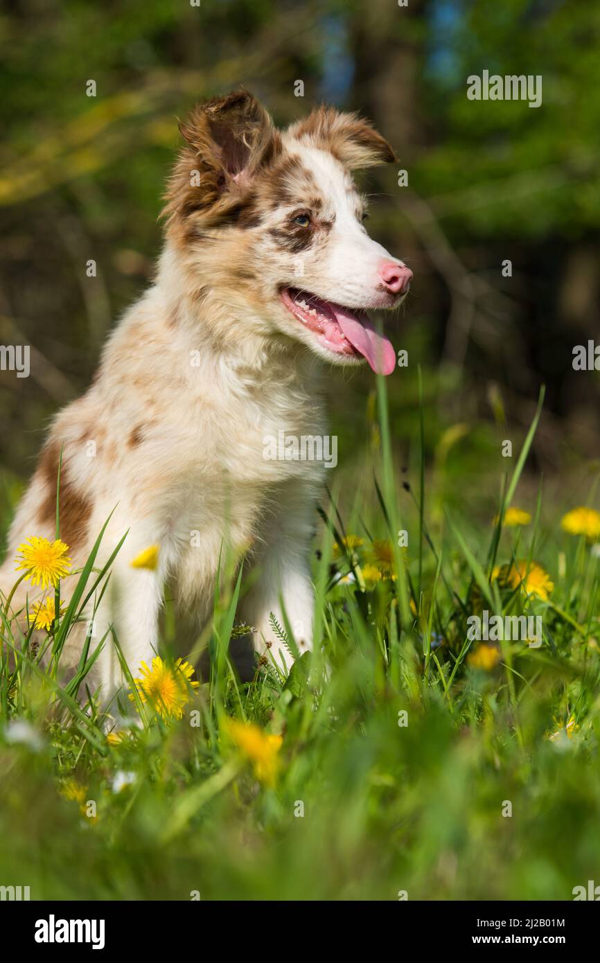 Border collie puppy in a spring meadow Stock Photo - Alamy