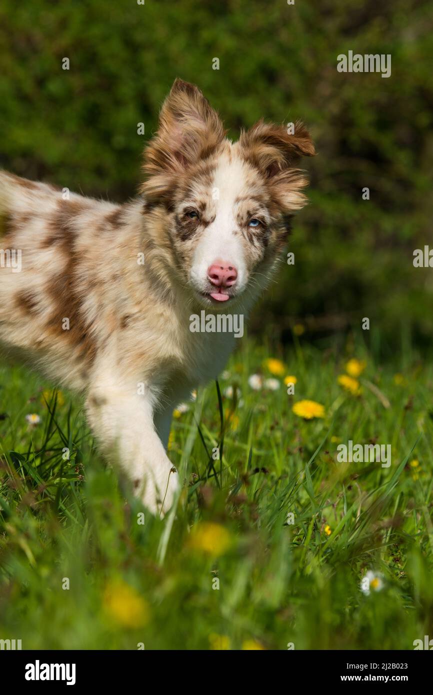 Border collie puppy in a spring meadow Stock Photo - Alamy