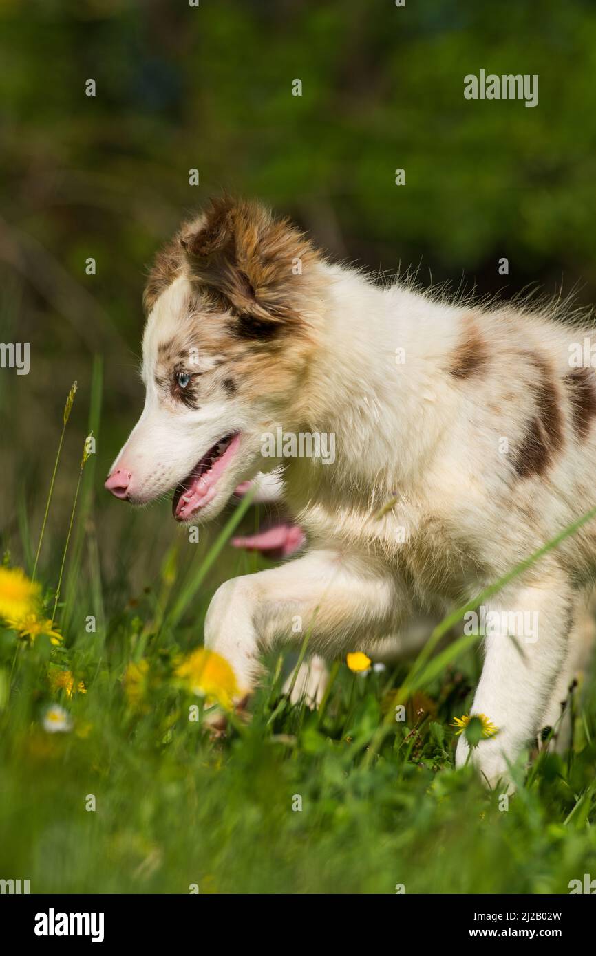 Border collie puppy in a spring meadow Stock Photo - Alamy