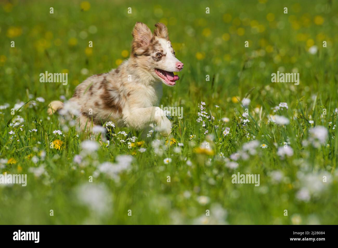 Border collie puppy in a spring meadow Stock Photo - Alamy