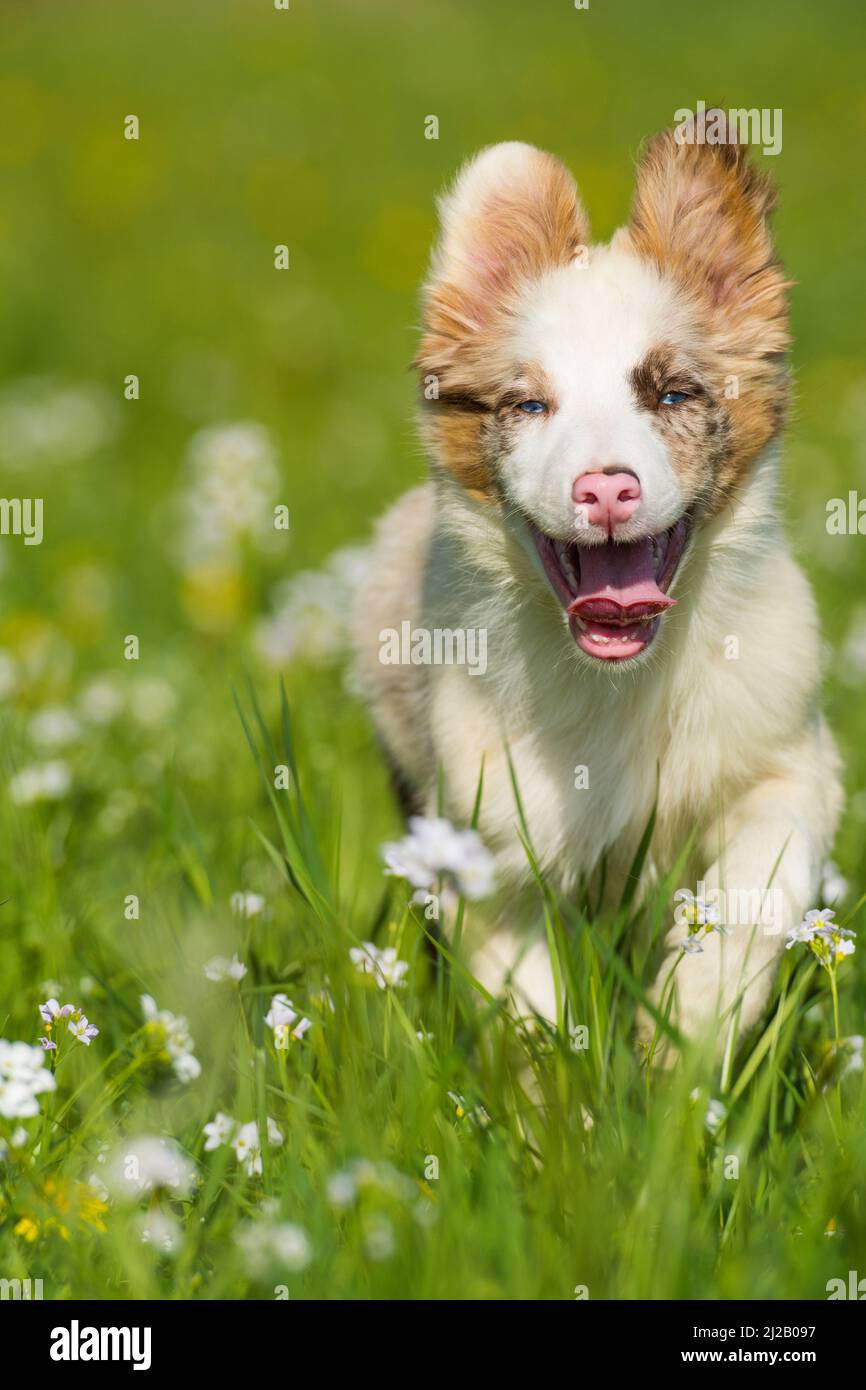 Border collie puppy in a spring meadow Stock Photo - Alamy