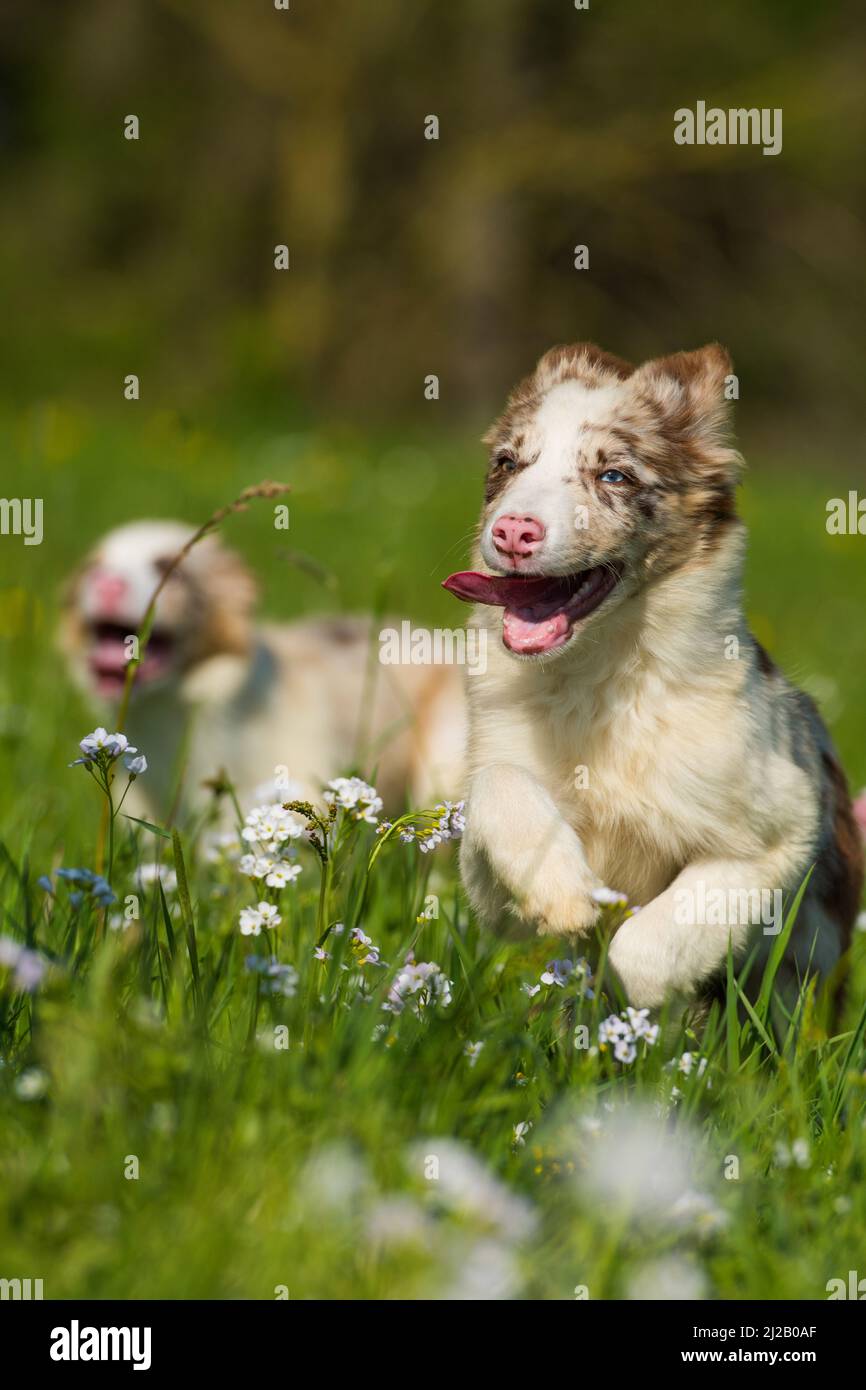 Border collie puppy in a spring meadow Stock Photo - Alamy